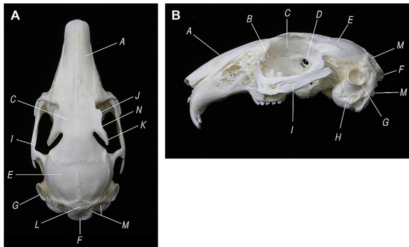 An understanding of functional anatomy of the rabbit brain
