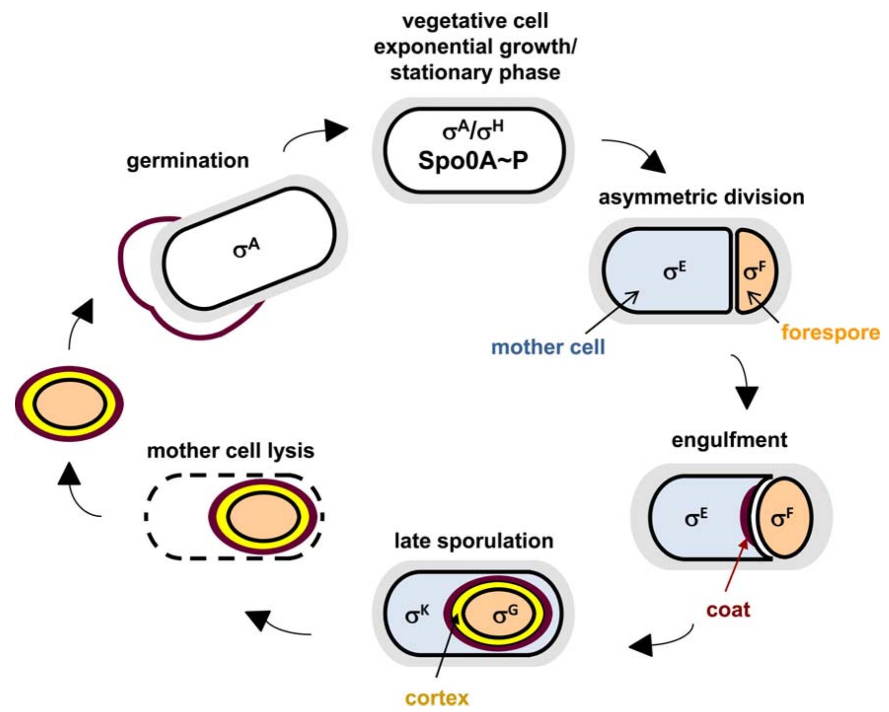 The life cycle of b. subtilis and the principal stages of