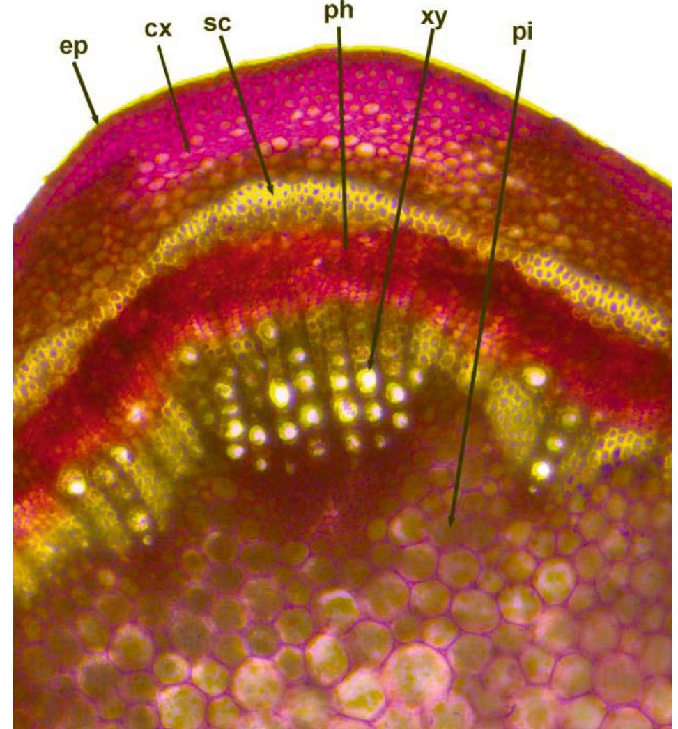Anatomy of the stem (trans. section): ep — epidermis; cx