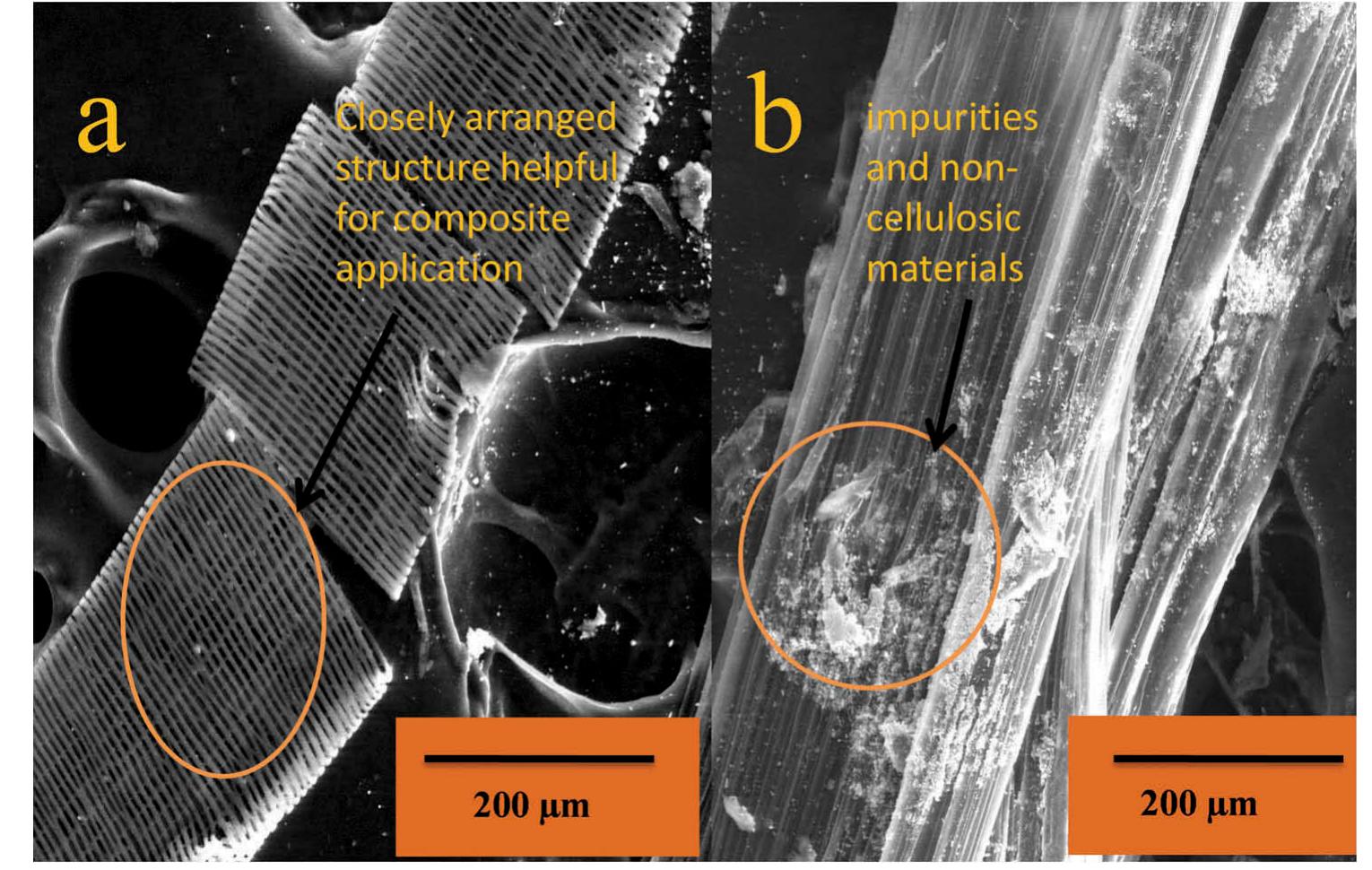 Scanning electron microscopic images of ecf. the tensile