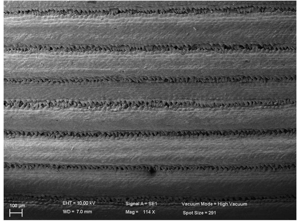 Epidermis of b. gracilis (grooved lamina) in the middle
