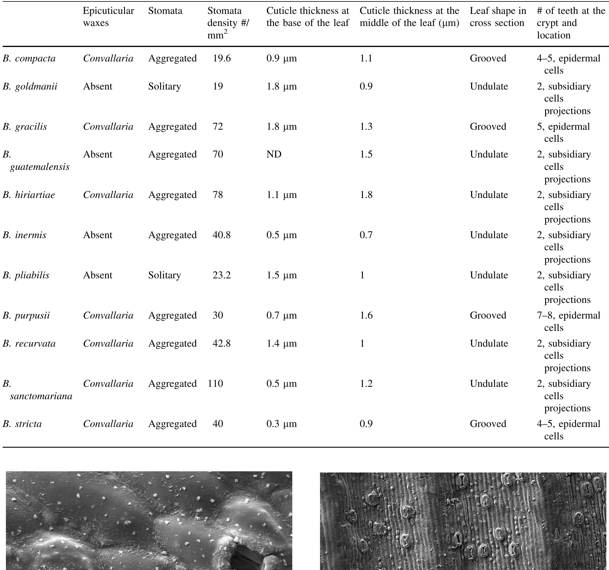 Comparison of wax type, stomata, cuticle, leaf shape and
