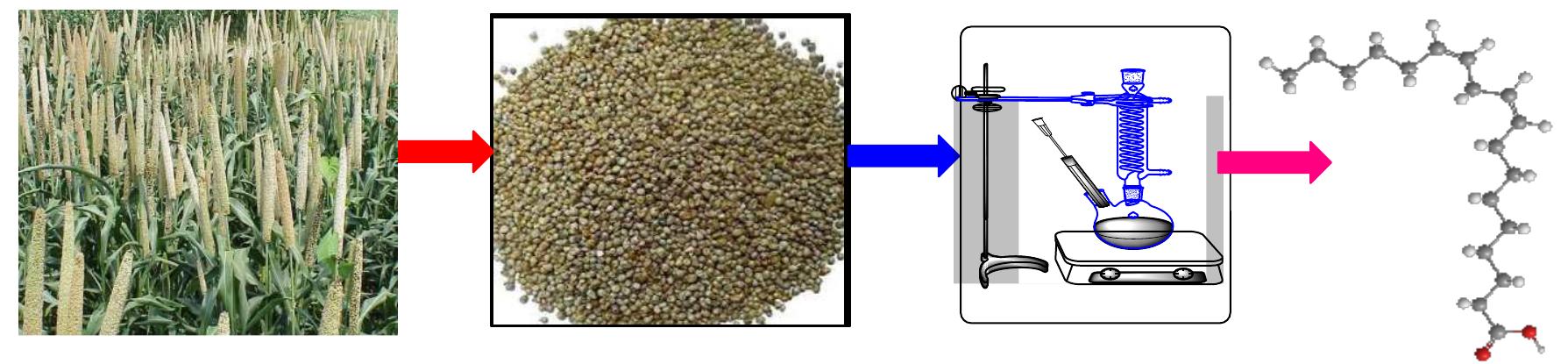 Stages of sorghum processing to identify secondary