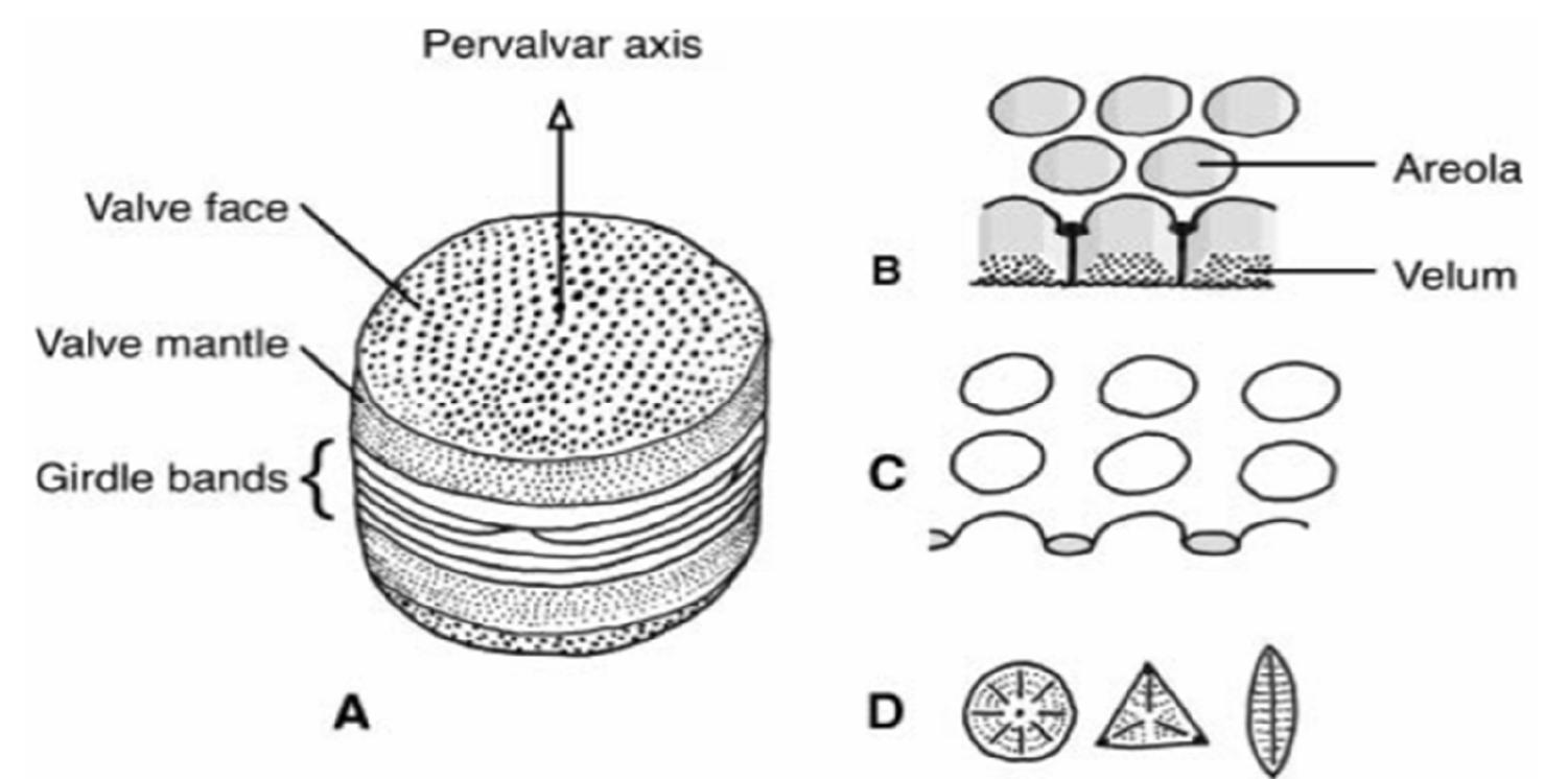 Morphology and classification of diatoms [50]. (a) basic