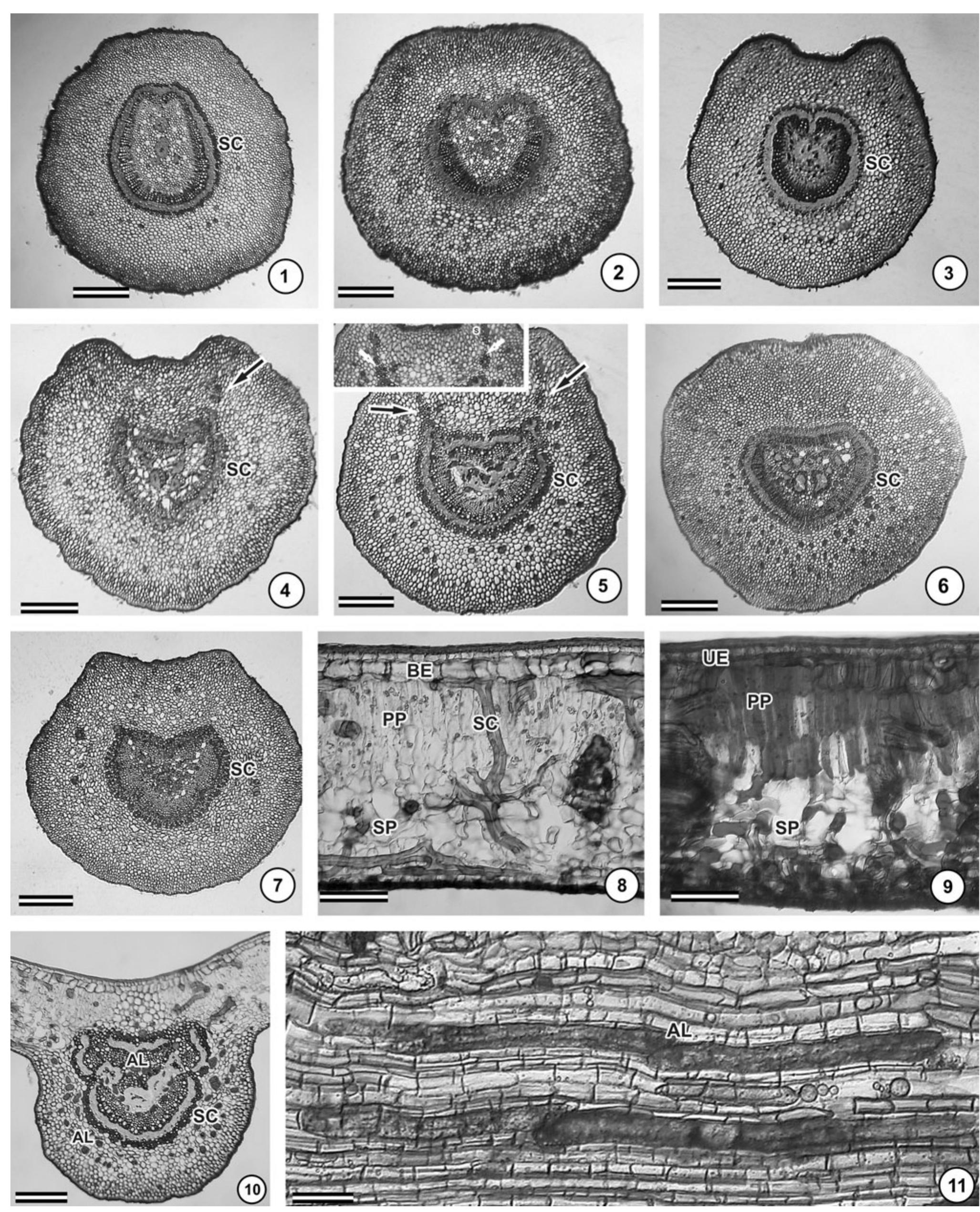 Cross-sections of the petiole (1-7), leaf (8-10), and