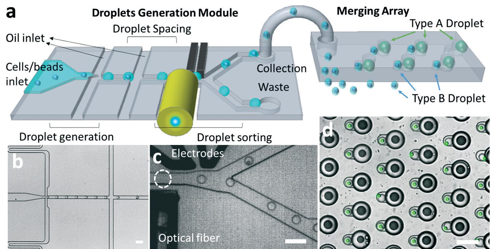 (a) schematic of the microfluidic system composed of droplet