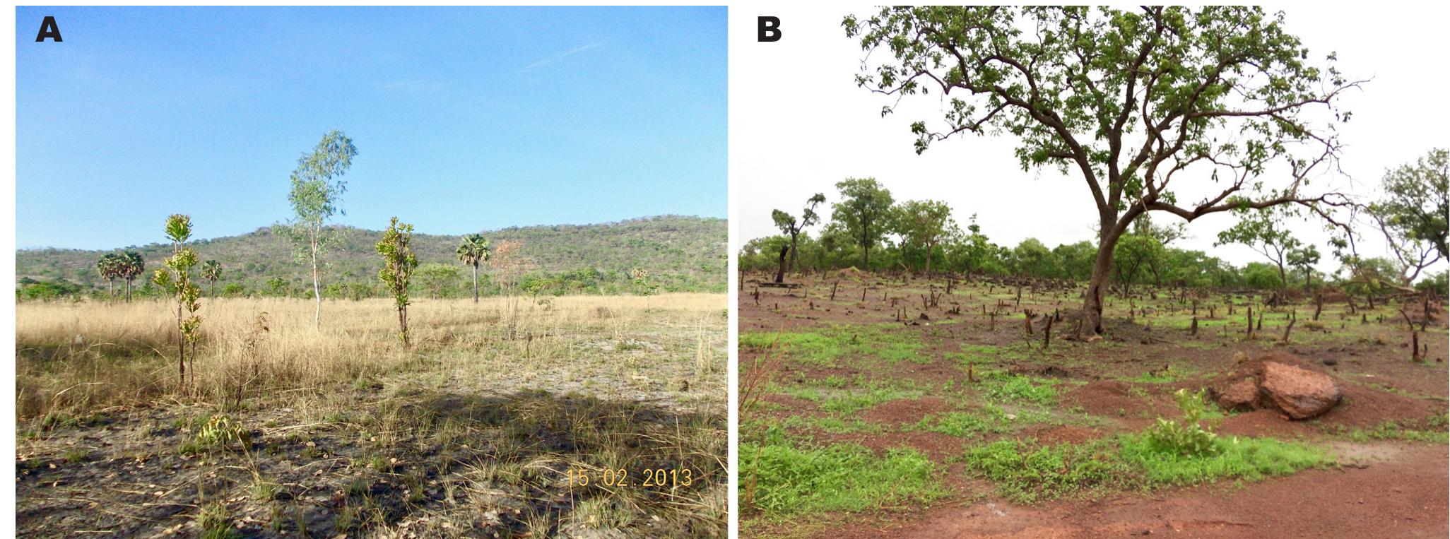 Degradation and loss of centrochelys sulcata habitat. a: