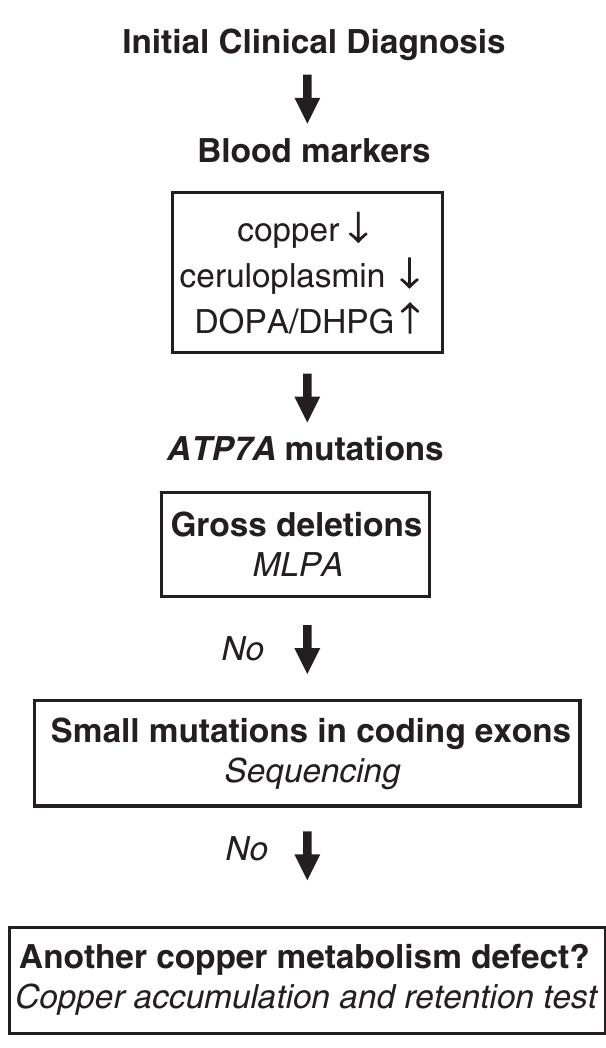 Flow chart for diagnosis. the dopa/dhpg ratio (ratio of