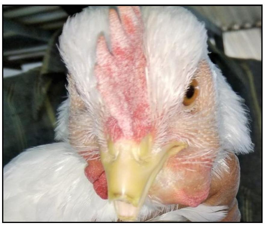 Bird with unilateral swelling of wattle