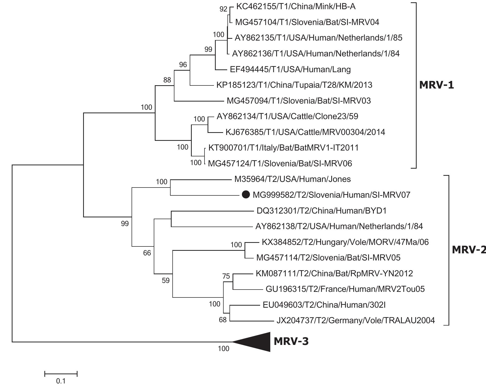Figure 1 - from A novel reassortant mammalian orthoreovirus