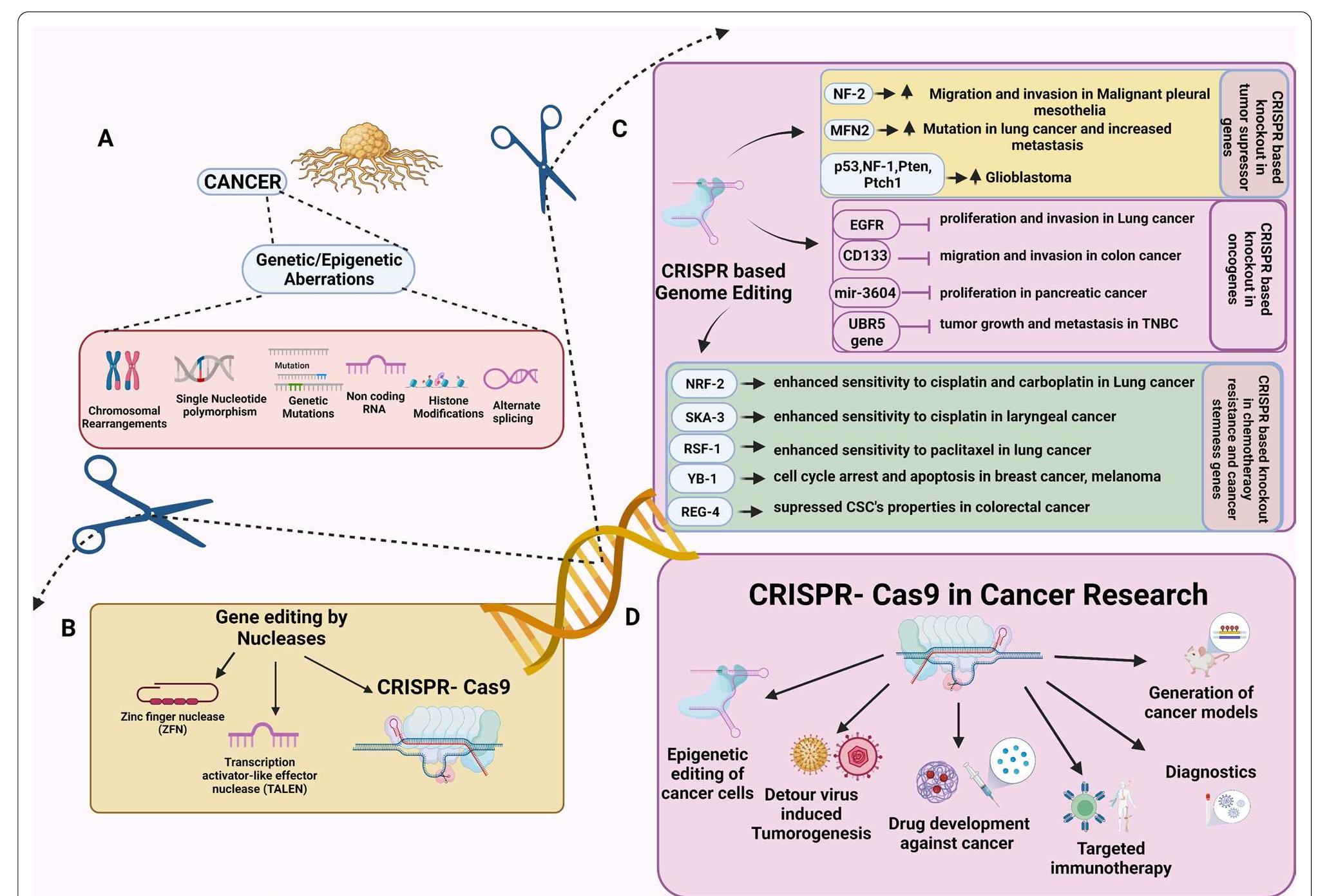 Crispr/cas9 in cancer research. a schematic diagram