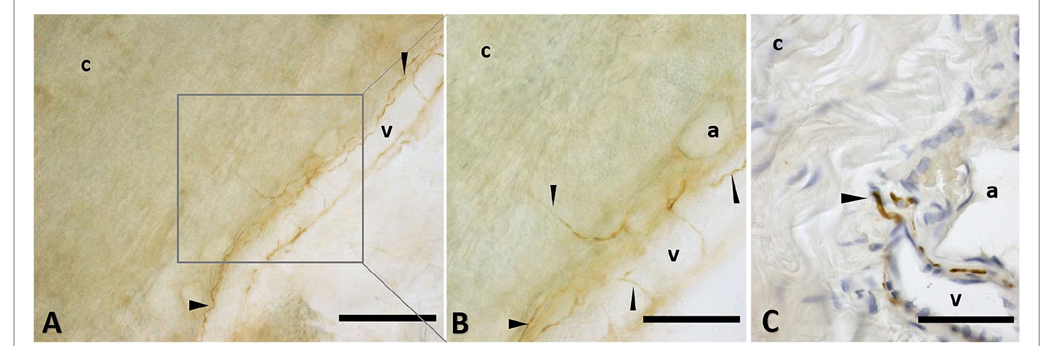 Nerve fibers penetrating the connective tissue. innervation