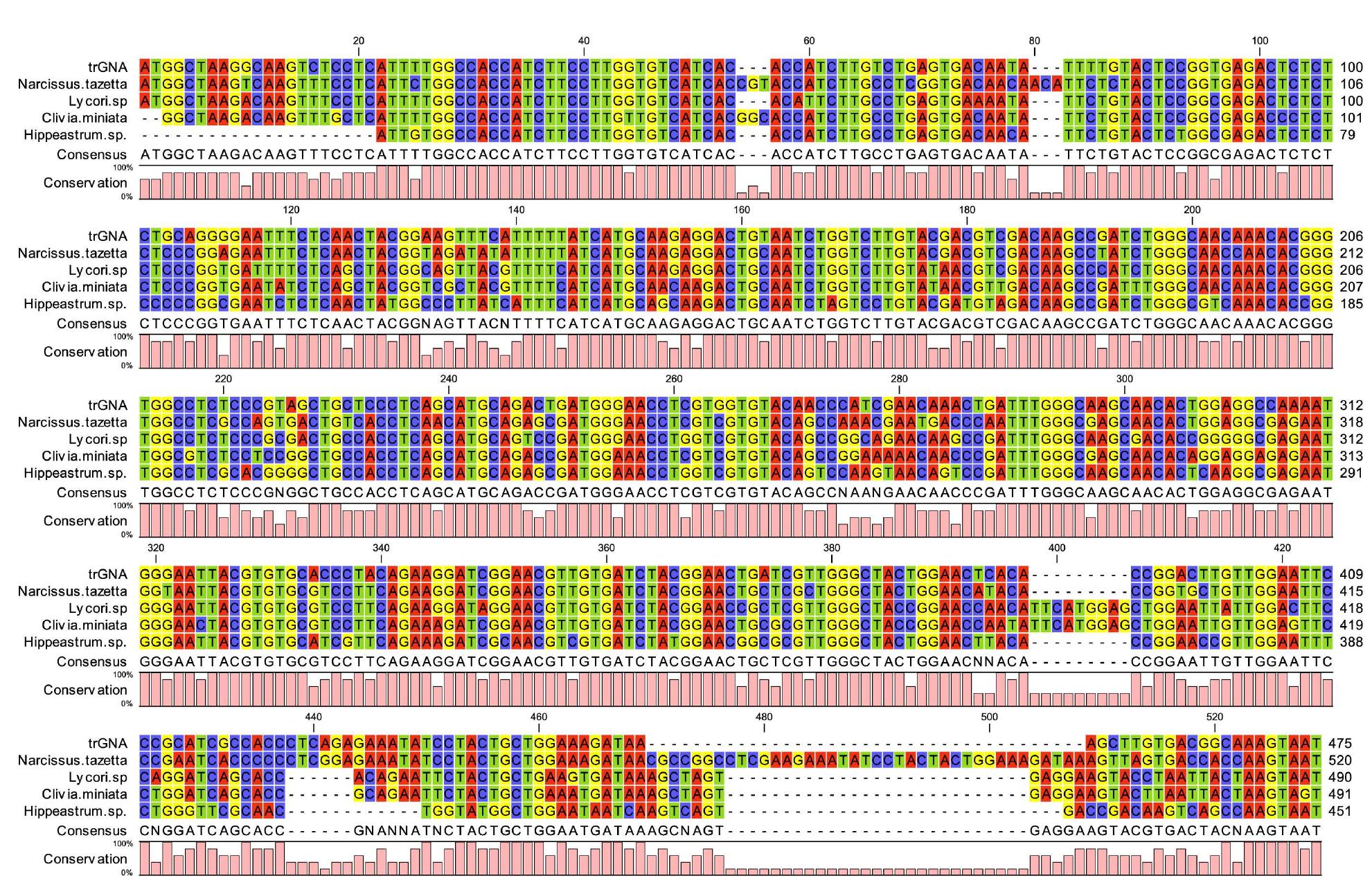 In-silico analysis — multiple dna sequence alignment