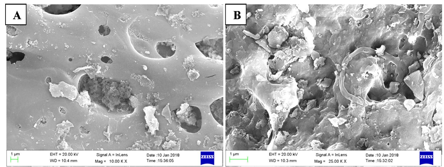 Scanning electron microscopic (sem) images of rice-husk ash