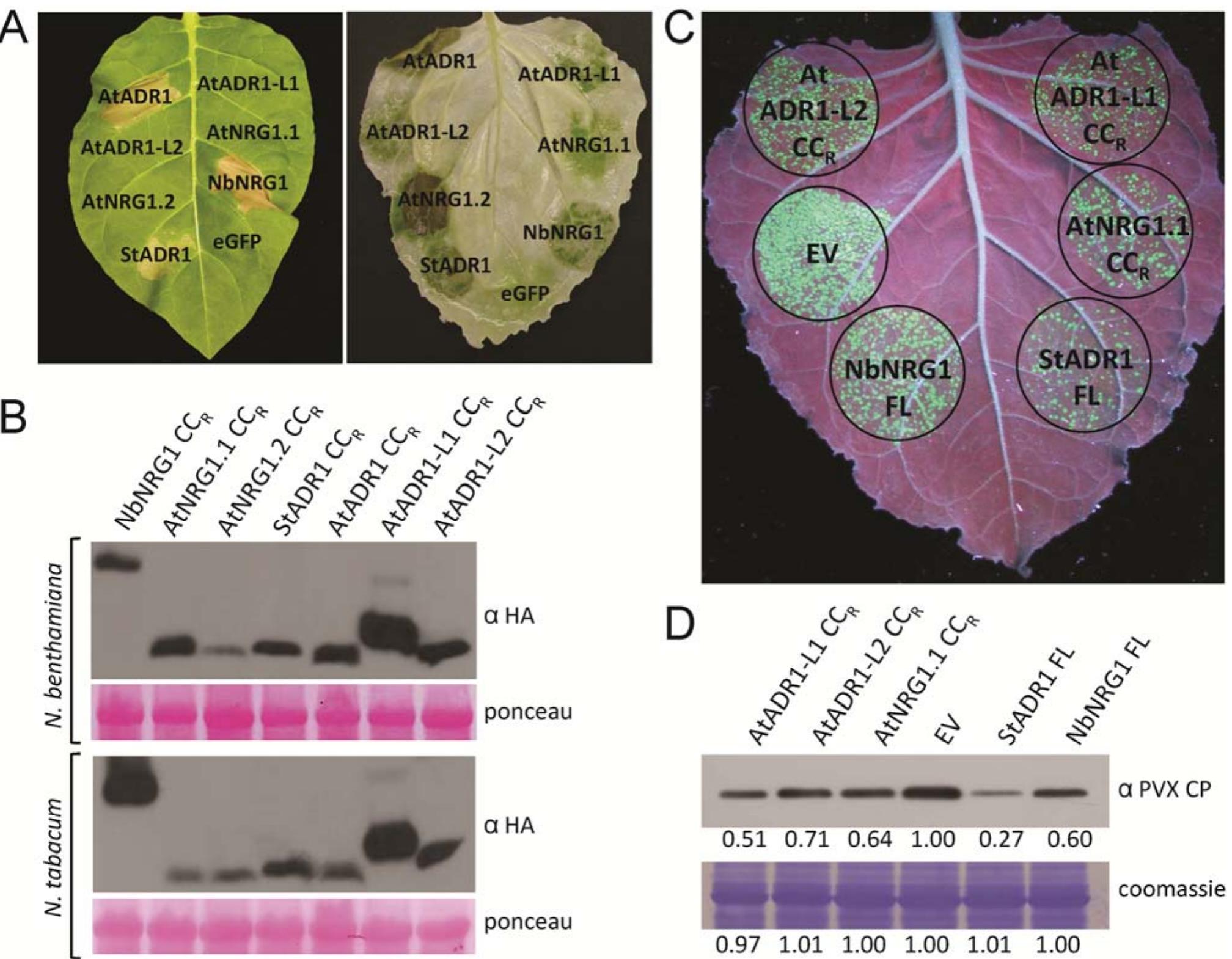 Defense response induction by coiled-coil domains resembling