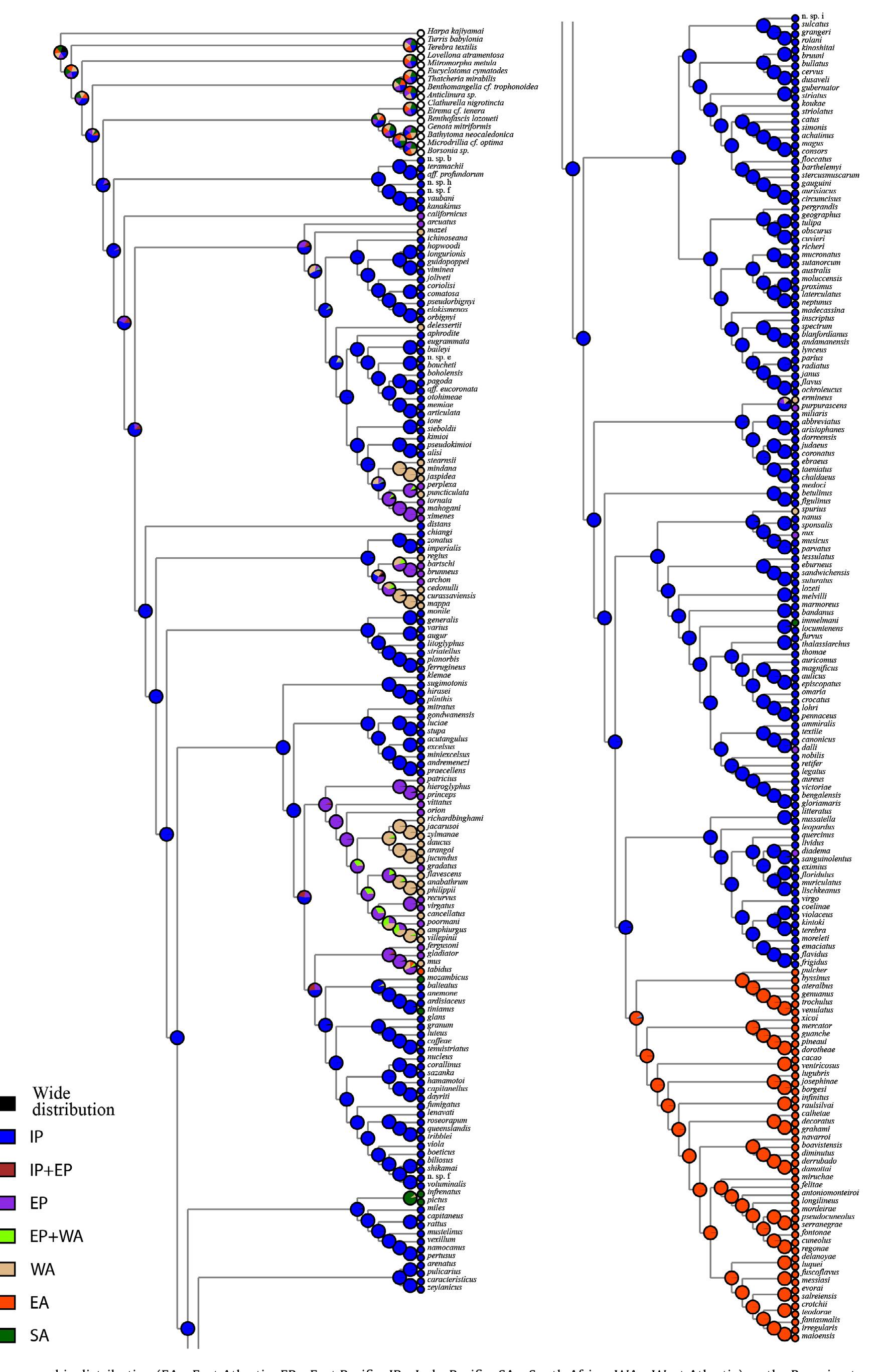 Figure 6 - Molecular phylogeny and evolution of the cone
