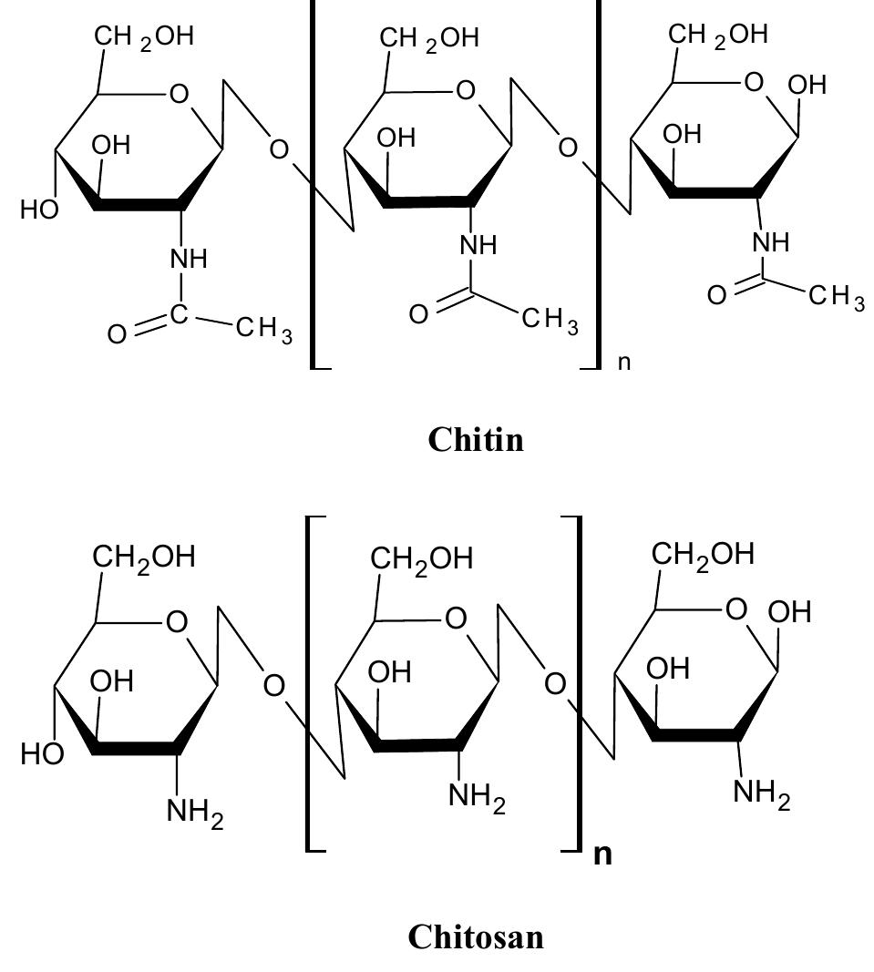 Chitosan is the deacetylated derivative of chitin which is a