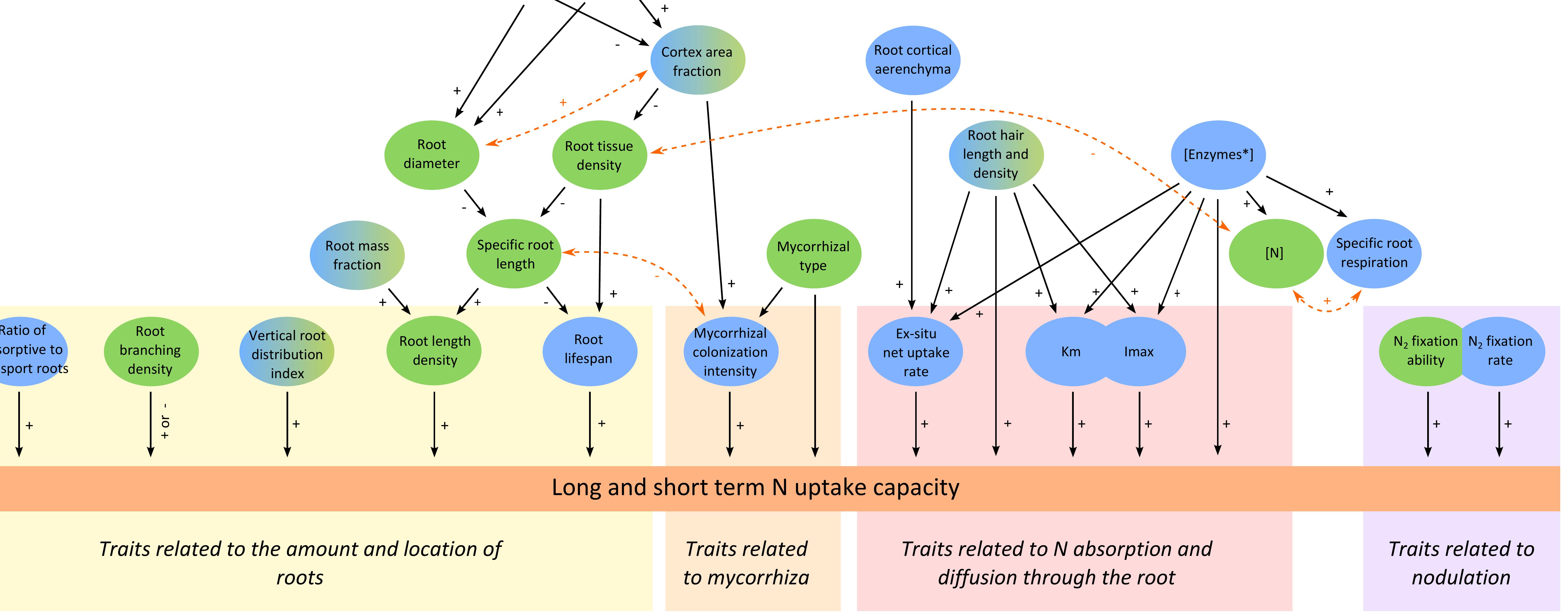 Figure 2 - Root traits as drivers of plant and ecosystem
