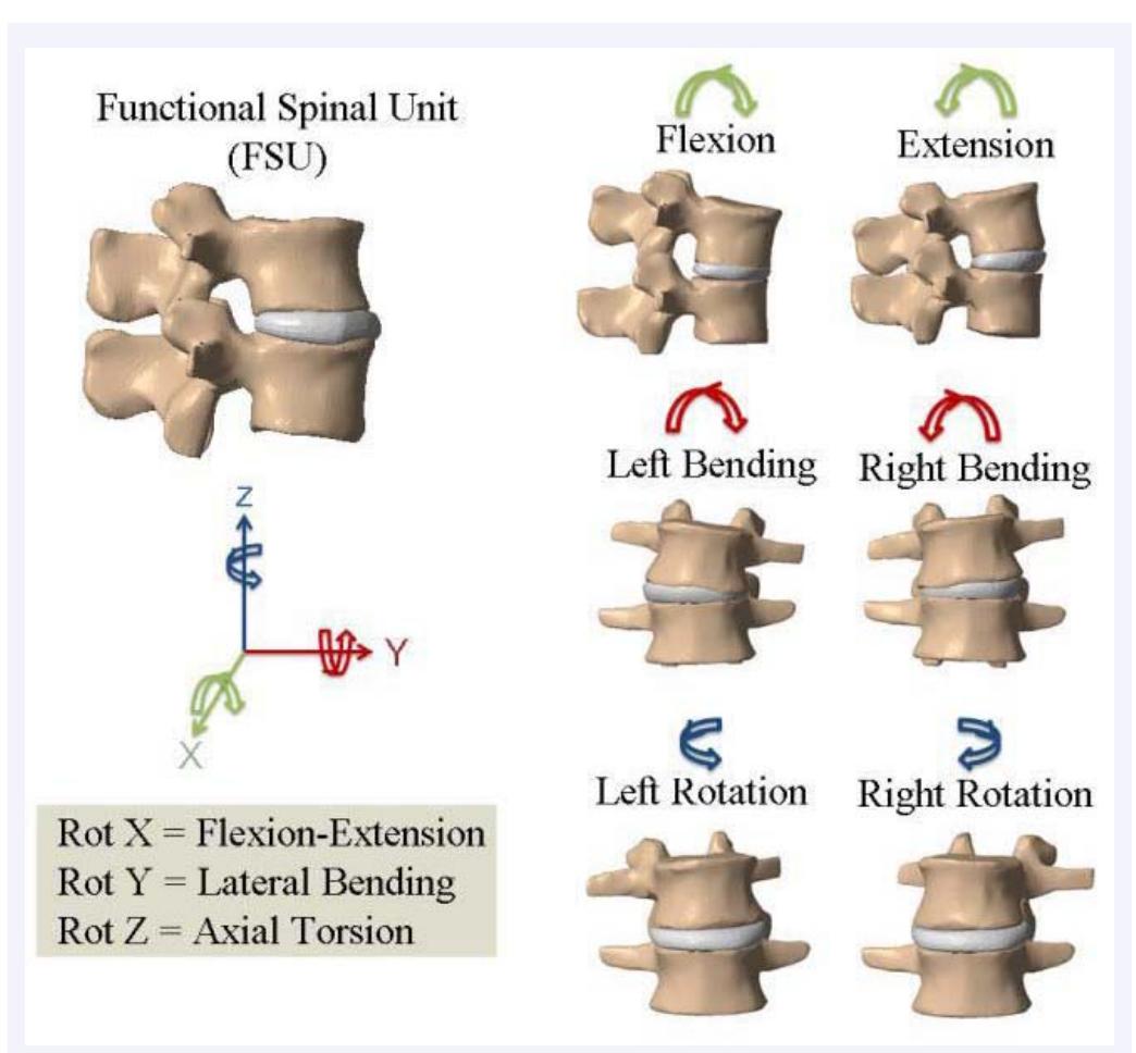 Schematic representation of a functional spinal unit