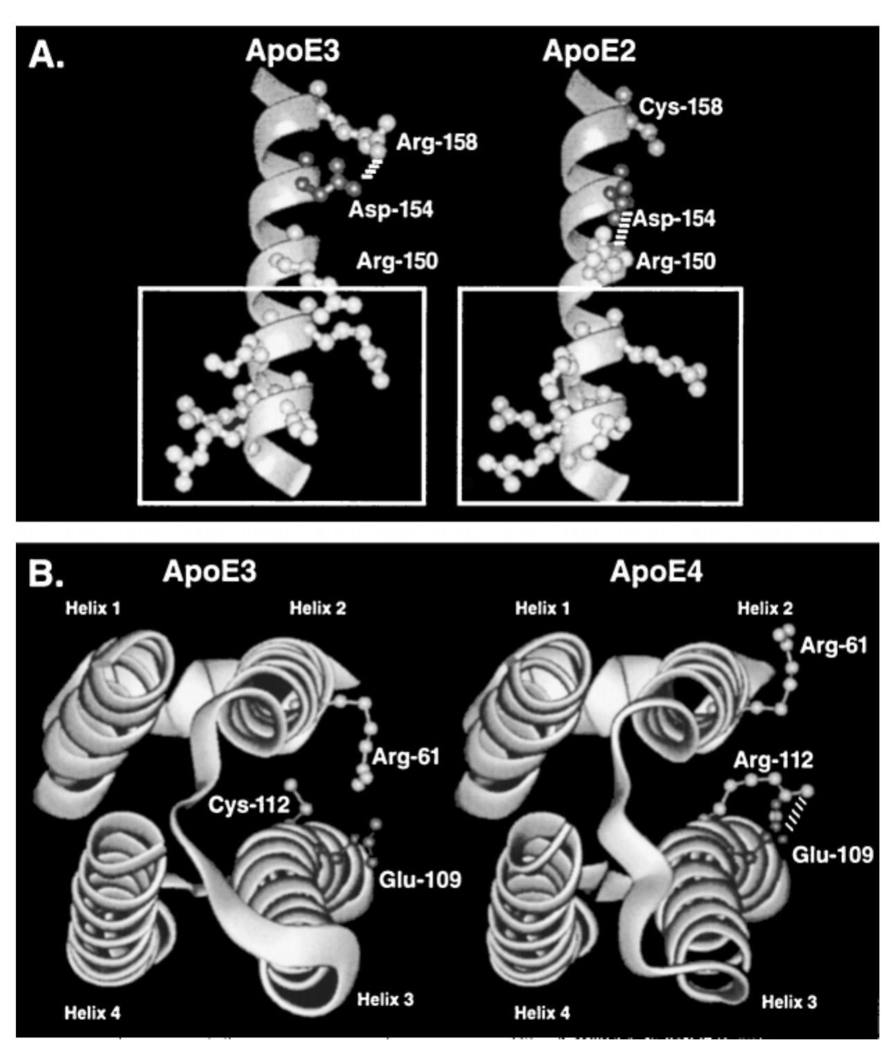 Three-dimensional structure of regions of apoe highlighting