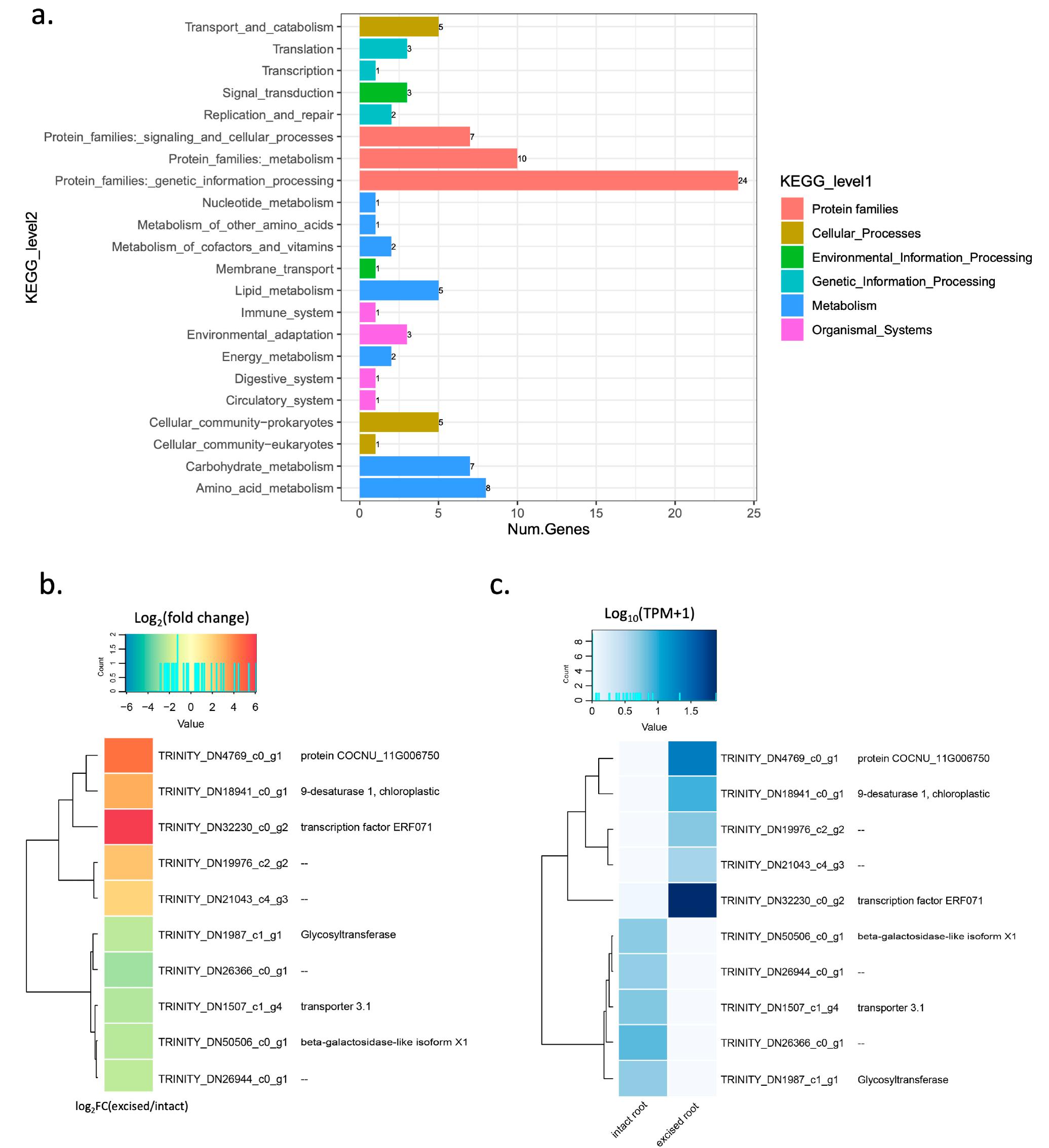 Kegg pathway enrichment of de genes and the top twenty most