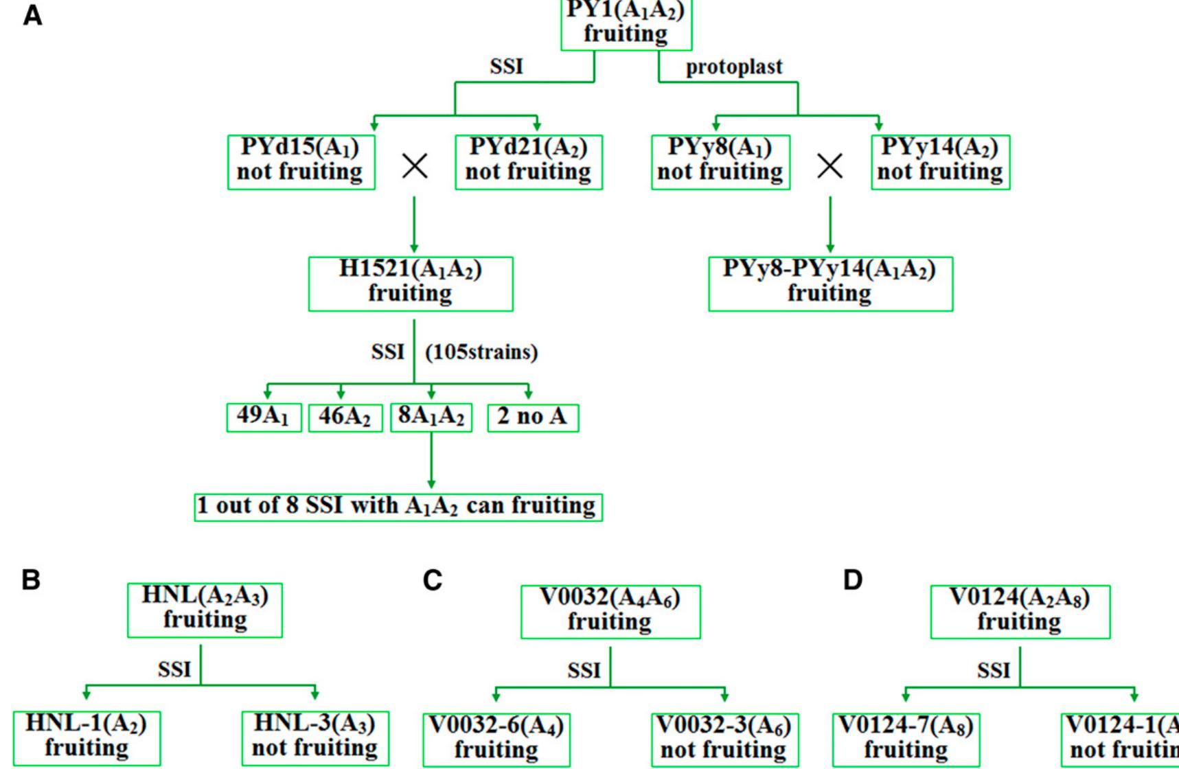 Overview of fruiting assays with heterokaryotic and