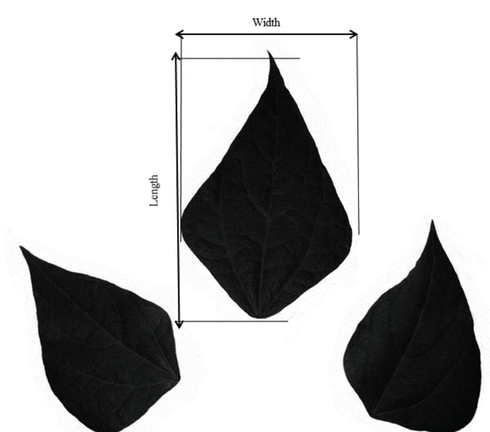 (benincasa, 2003), as shown in the equation below: leaf area