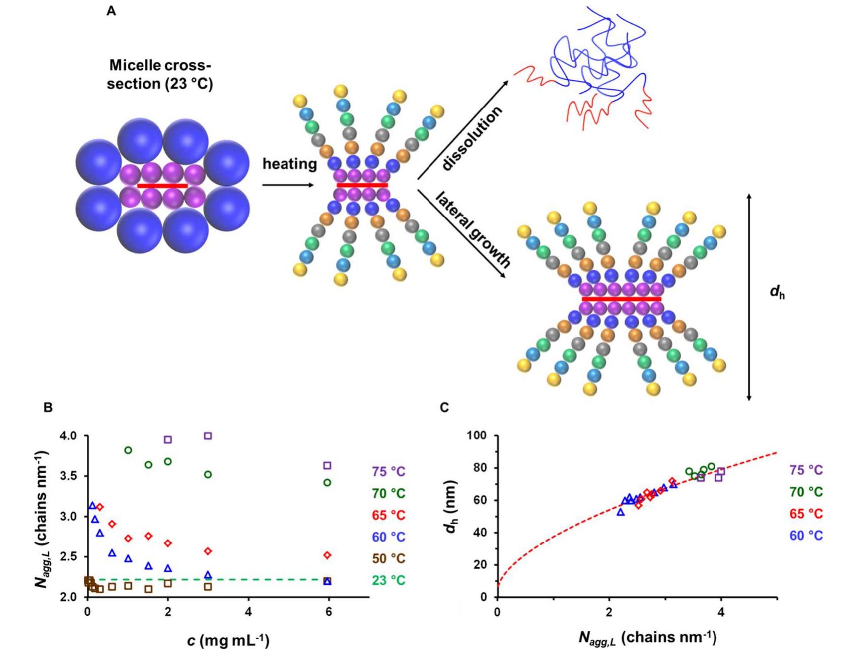 (a) schematic representation of a micelle cross section. as
