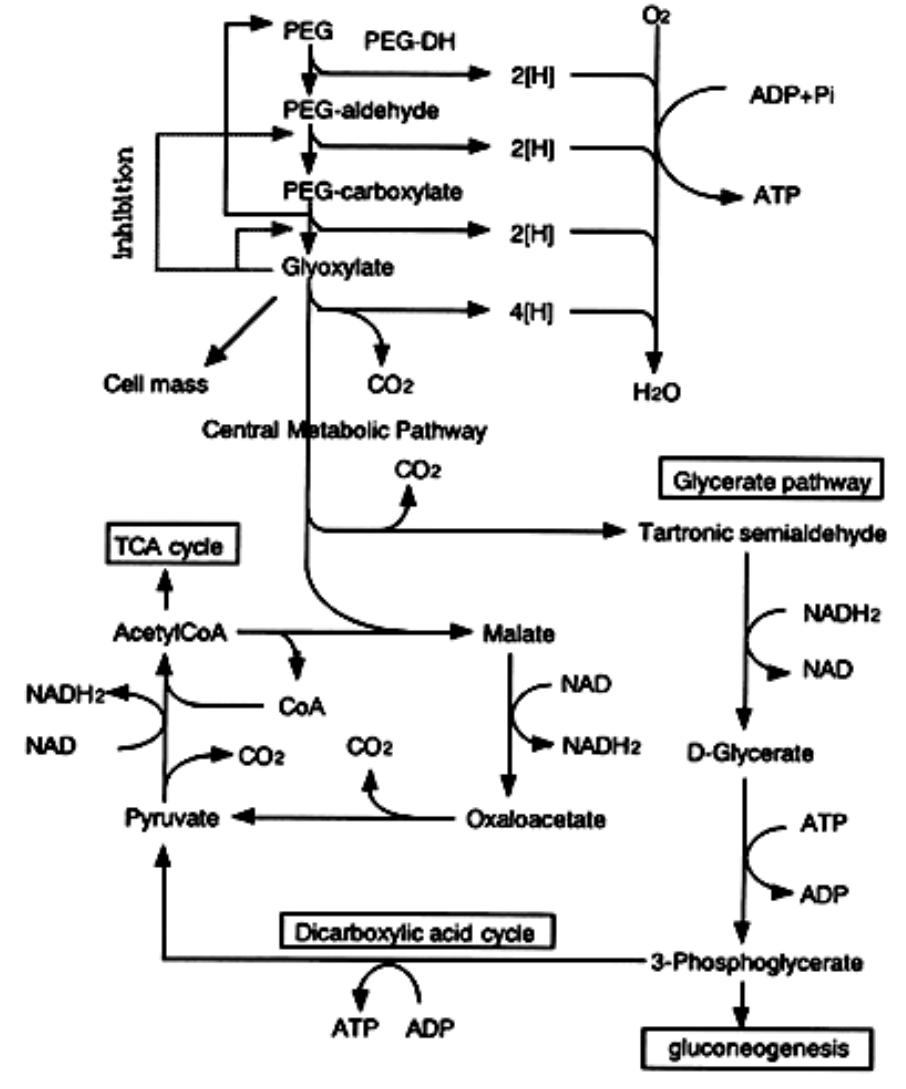 Aerobic metabolic pathway for polyethylene glycol (peg)