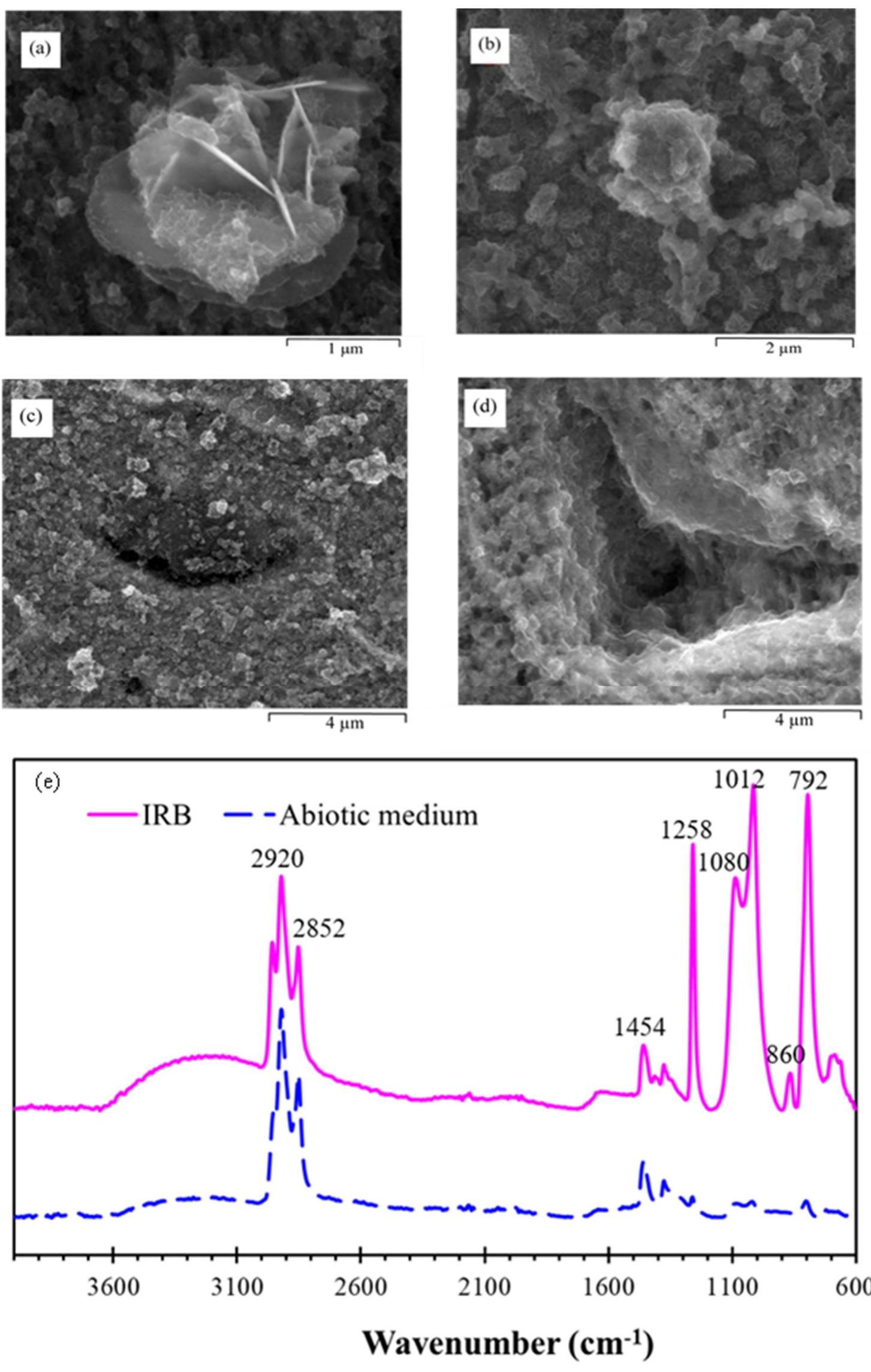 Esem images of hydrated biofilm formed on carbon steel by a