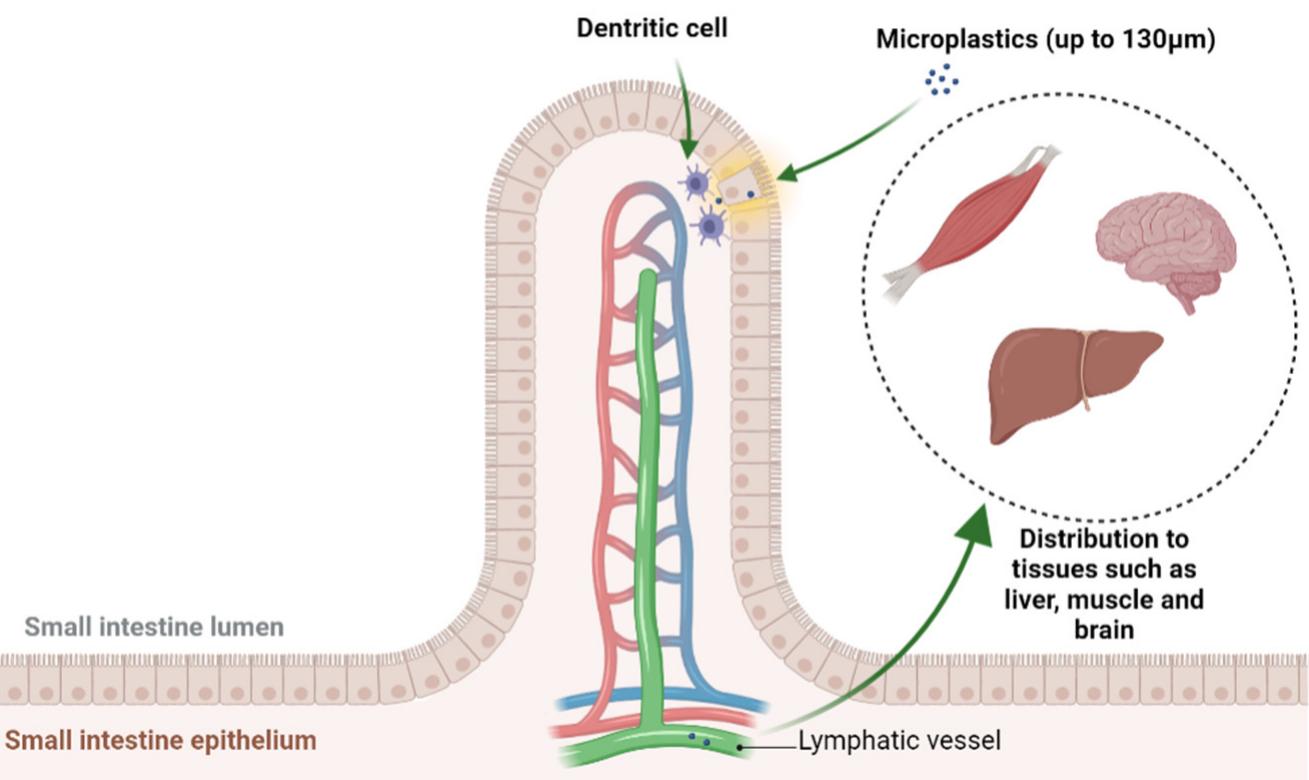 Crossing of microplastics in the digestive tract. created