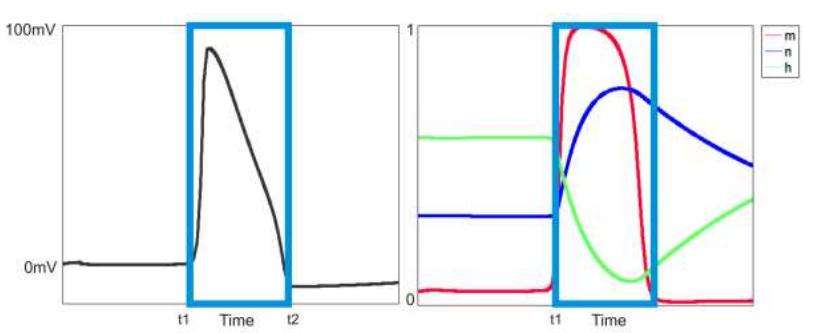 Illustration of action potential (left) and the associated
