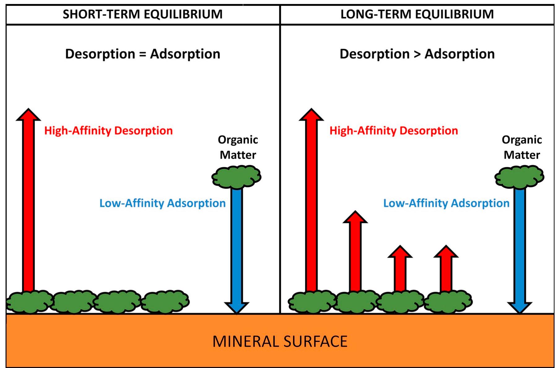A conceptual illustration of the sorption processes thought