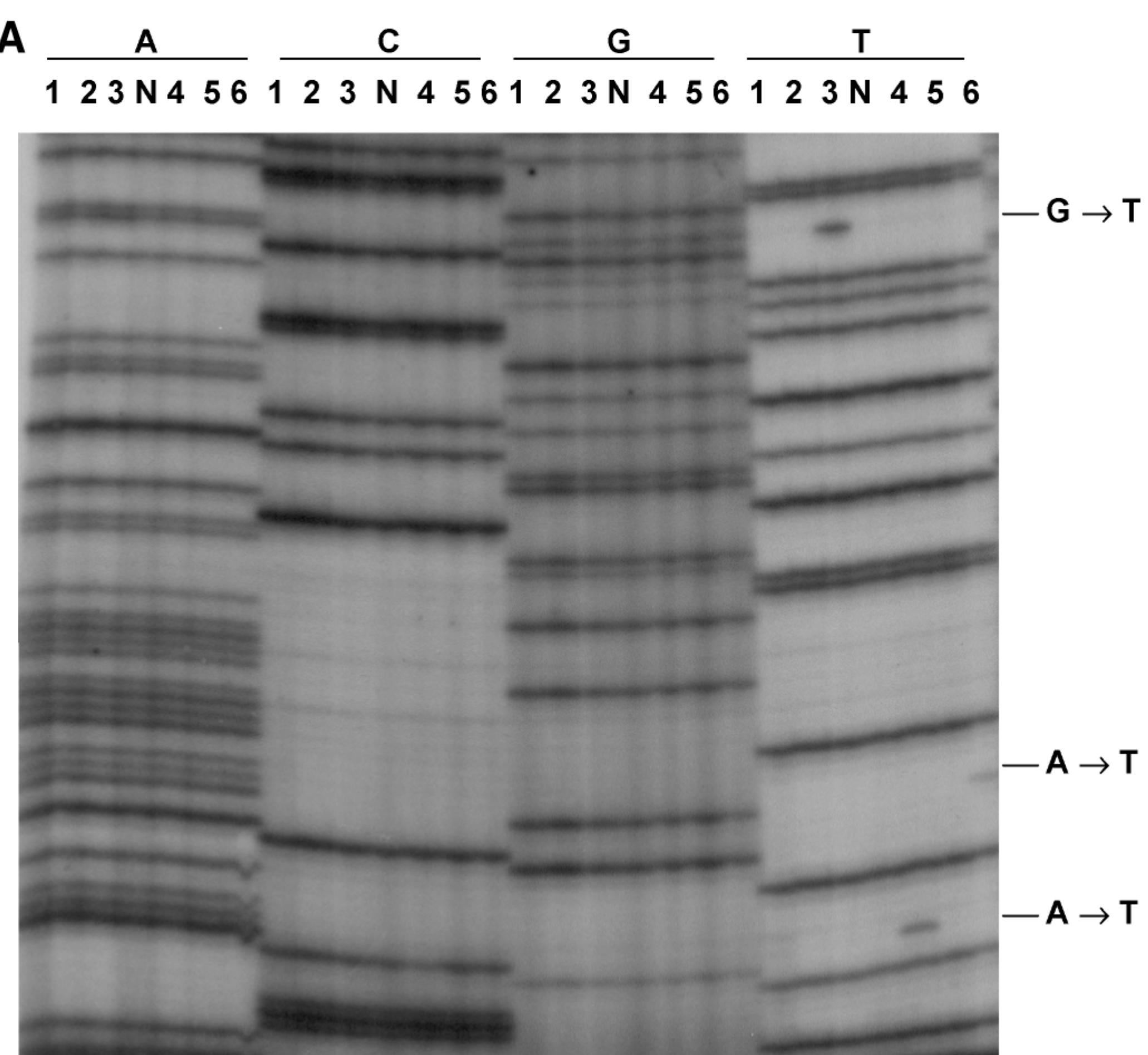 Examples of sequenced mutations in the apc gene. (a)