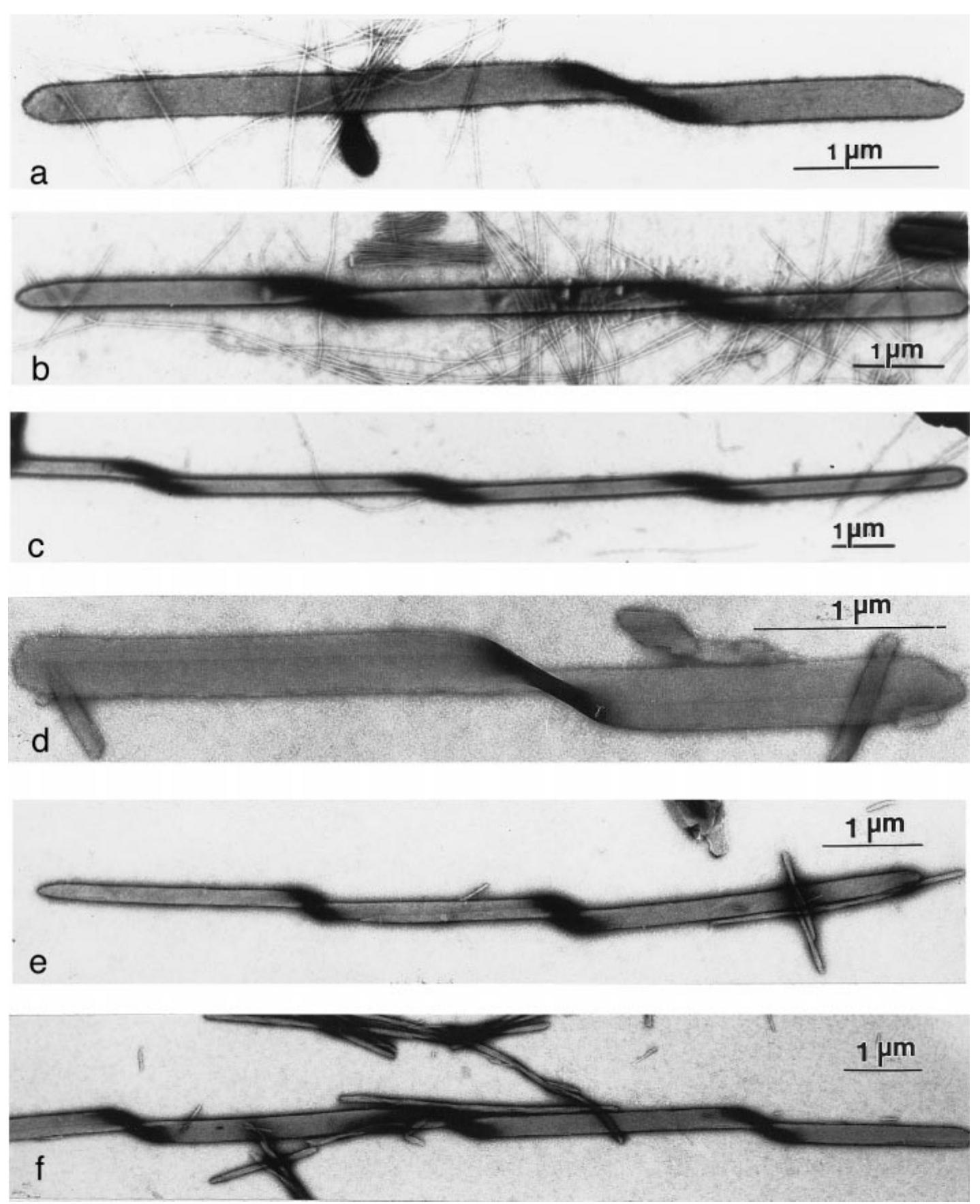 Electron micrographs and fourier transforms of twisted