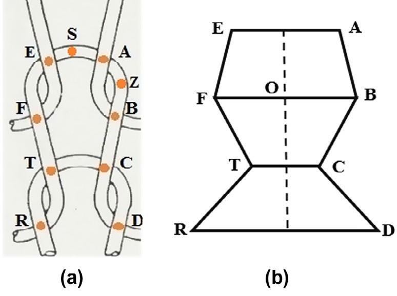 (a) schematic of the loop structure in two-dimensional, (b)