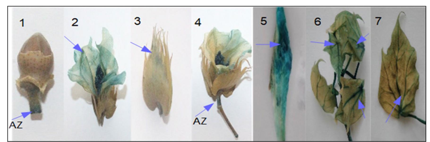 Gus staining of different parts of plants (1) floral bud az
