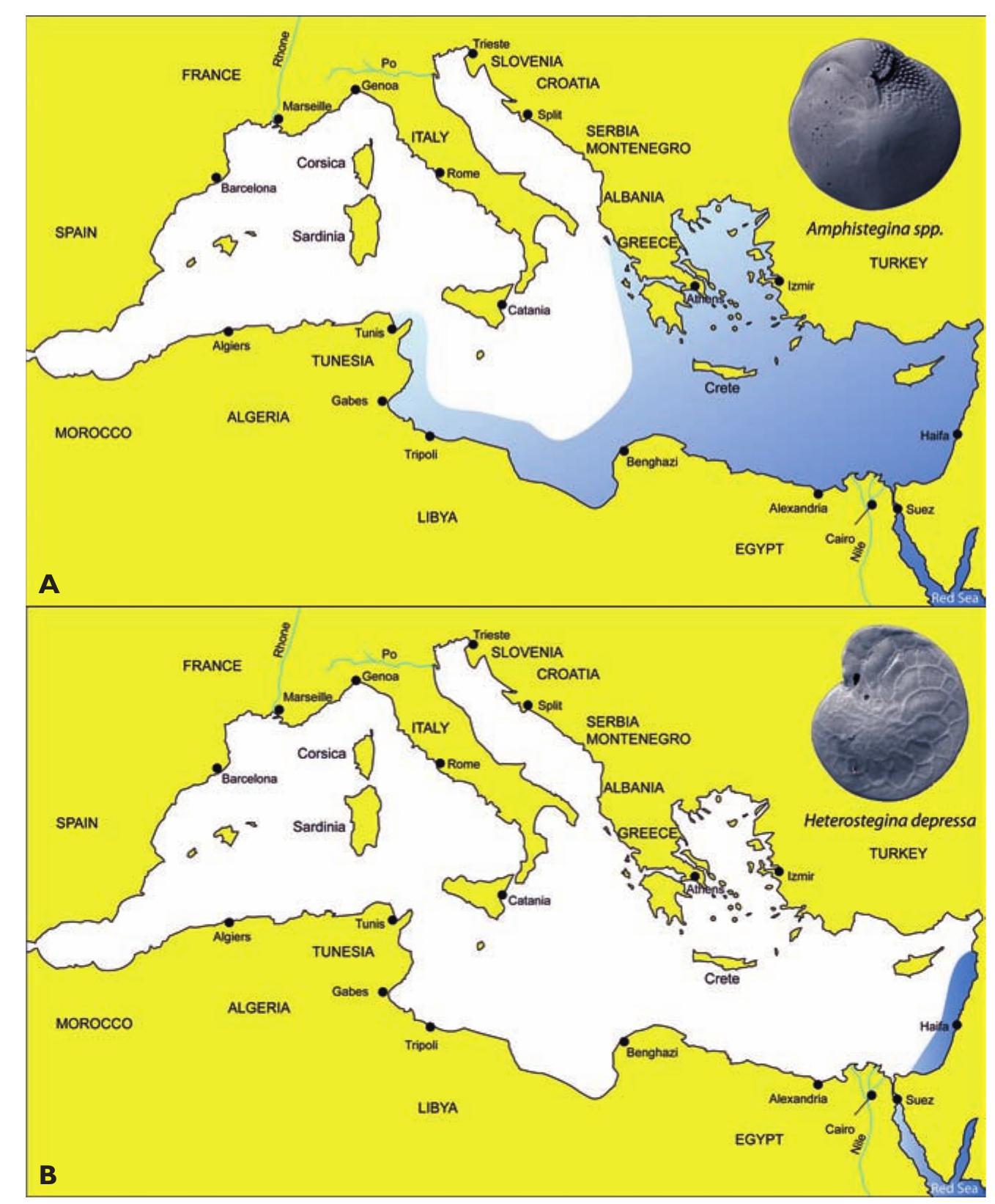 Distributional maps of the lessepsian migrant foraminifera