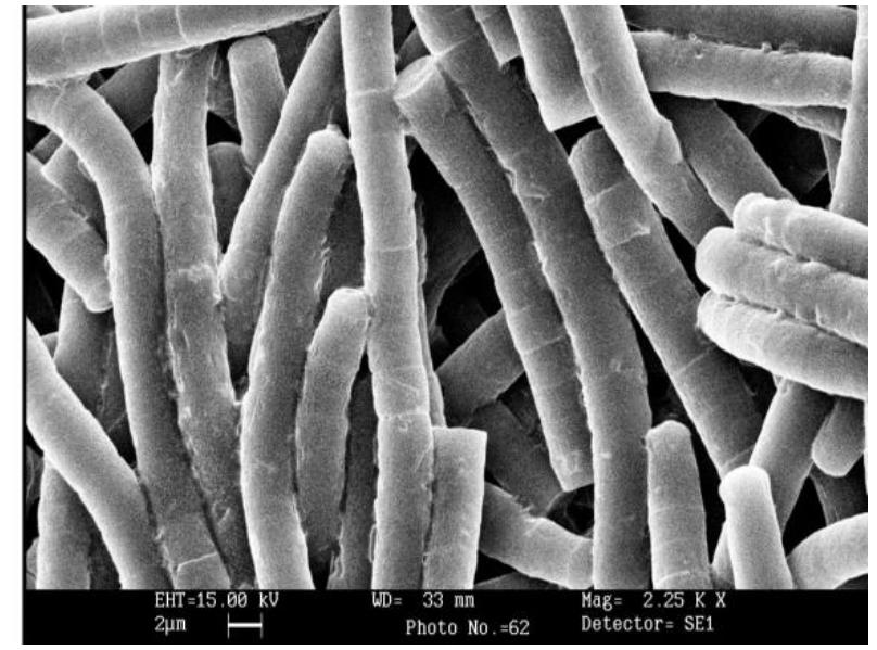 Scanning electron micrograph (sem) image of spirulina