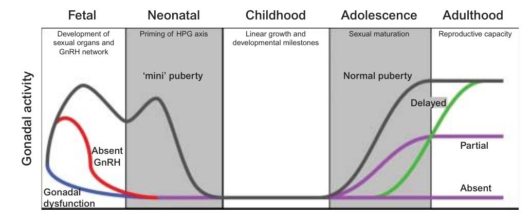 Pubertal timing varies across ethnicities and is strongly