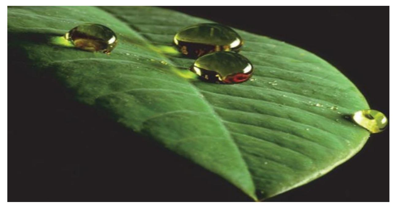 Based on the concept of the lotus effect, nanotechnology