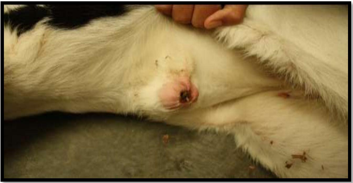 Swollen navel with dark necrotized tissue within the navel