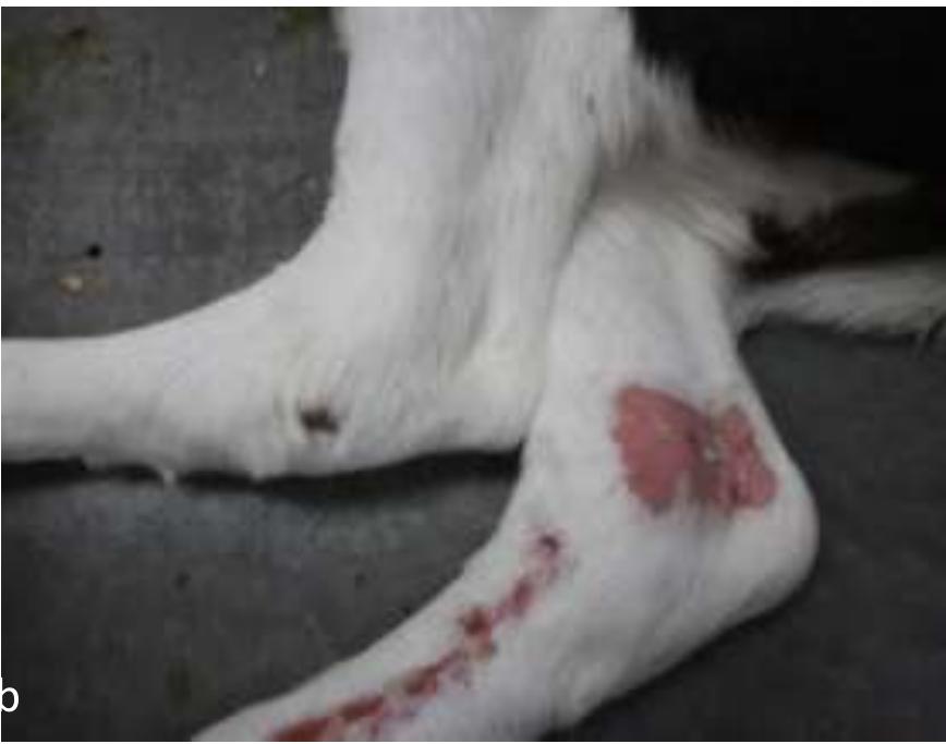 (a) swollen carpal joints with alopecia