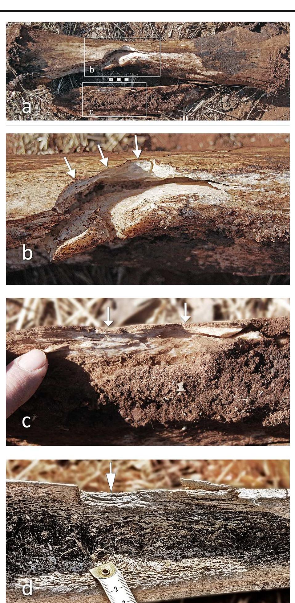 Frame (a) shows an african elephant’s green-fractured tibia