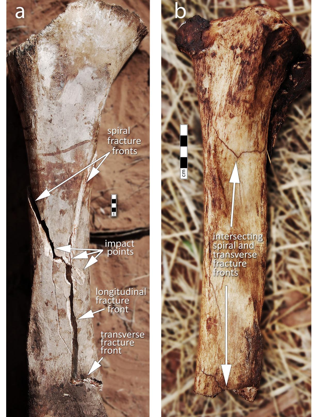 Frame (a) shows longitudinal and transverse fracture fronts