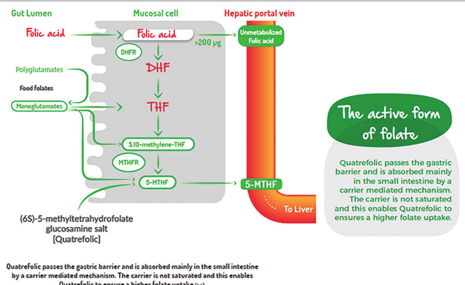 While sometimes used interchangeably, folic acid and active
