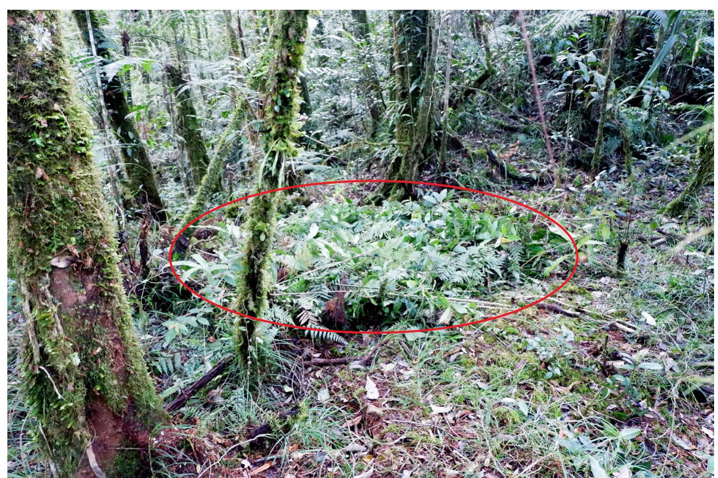Farrowing nest of the philippine warty pig (sus