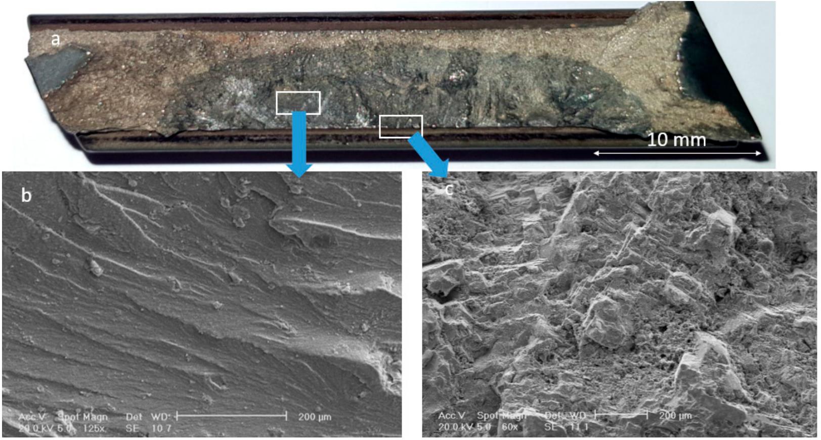 (a) stereomicroscope and (b,c) scanning electron microscope