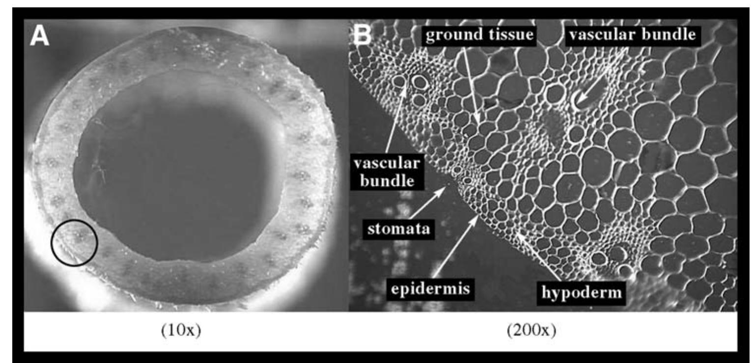Cross-sectional images of wheat stem showing major