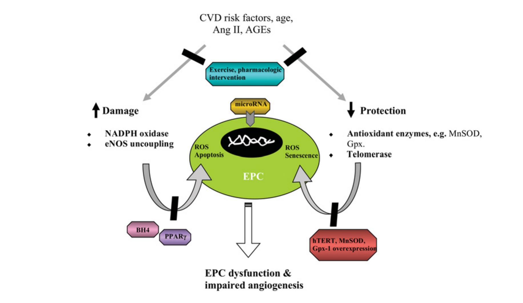 Schematic representation of the effects of cvd risk factors